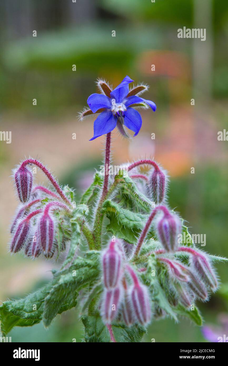 Single blue Borage (Borago officinalis) blossom on a backyard garden ...