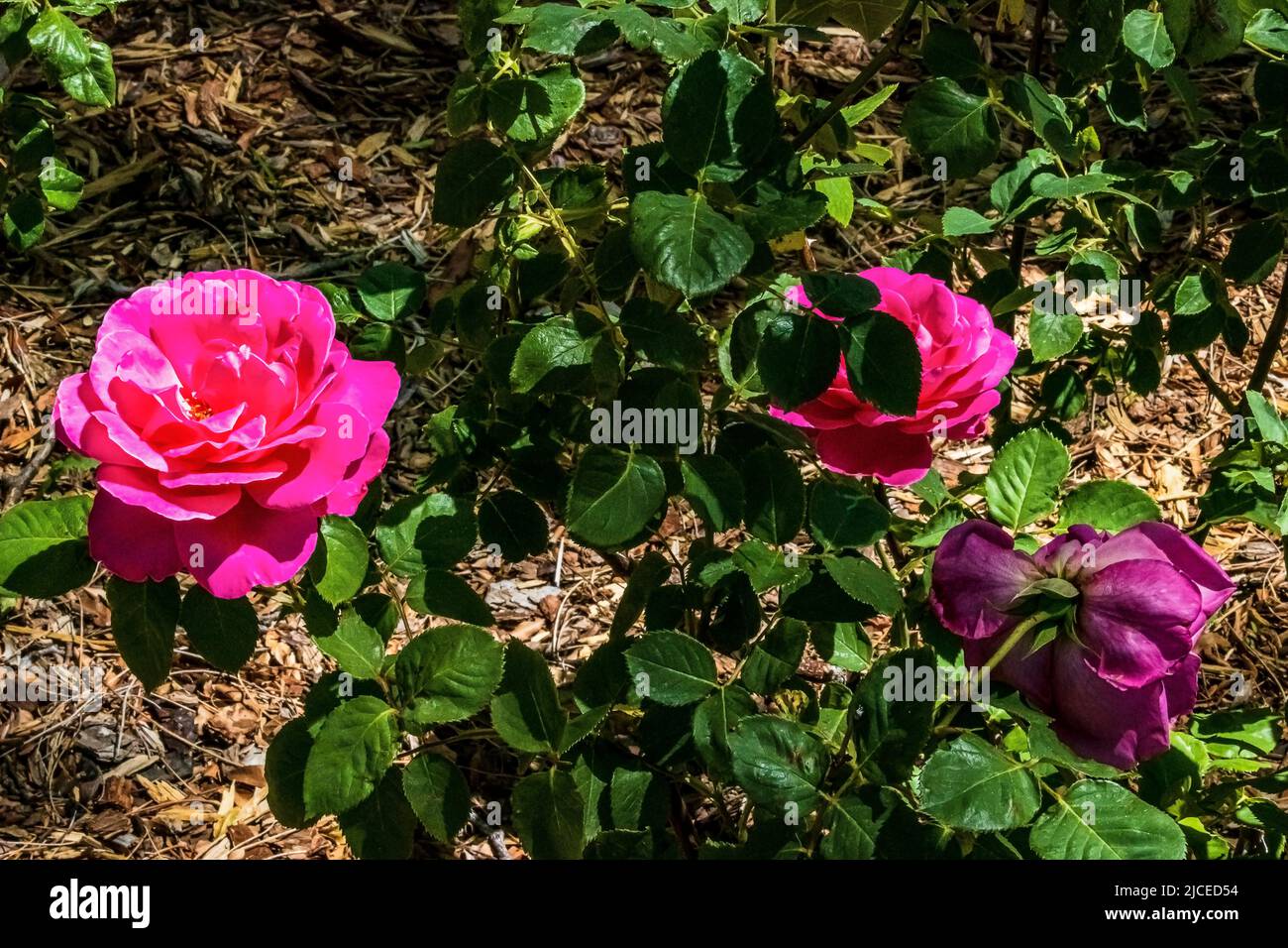 Rose garden off season hi-res stock photography and images - Alamy