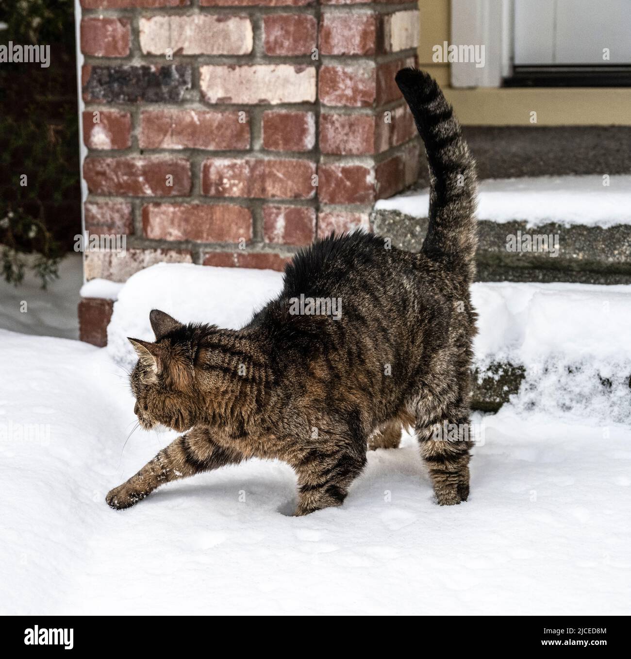 Tabby cat tail hi-res stock photography and images - Alamy