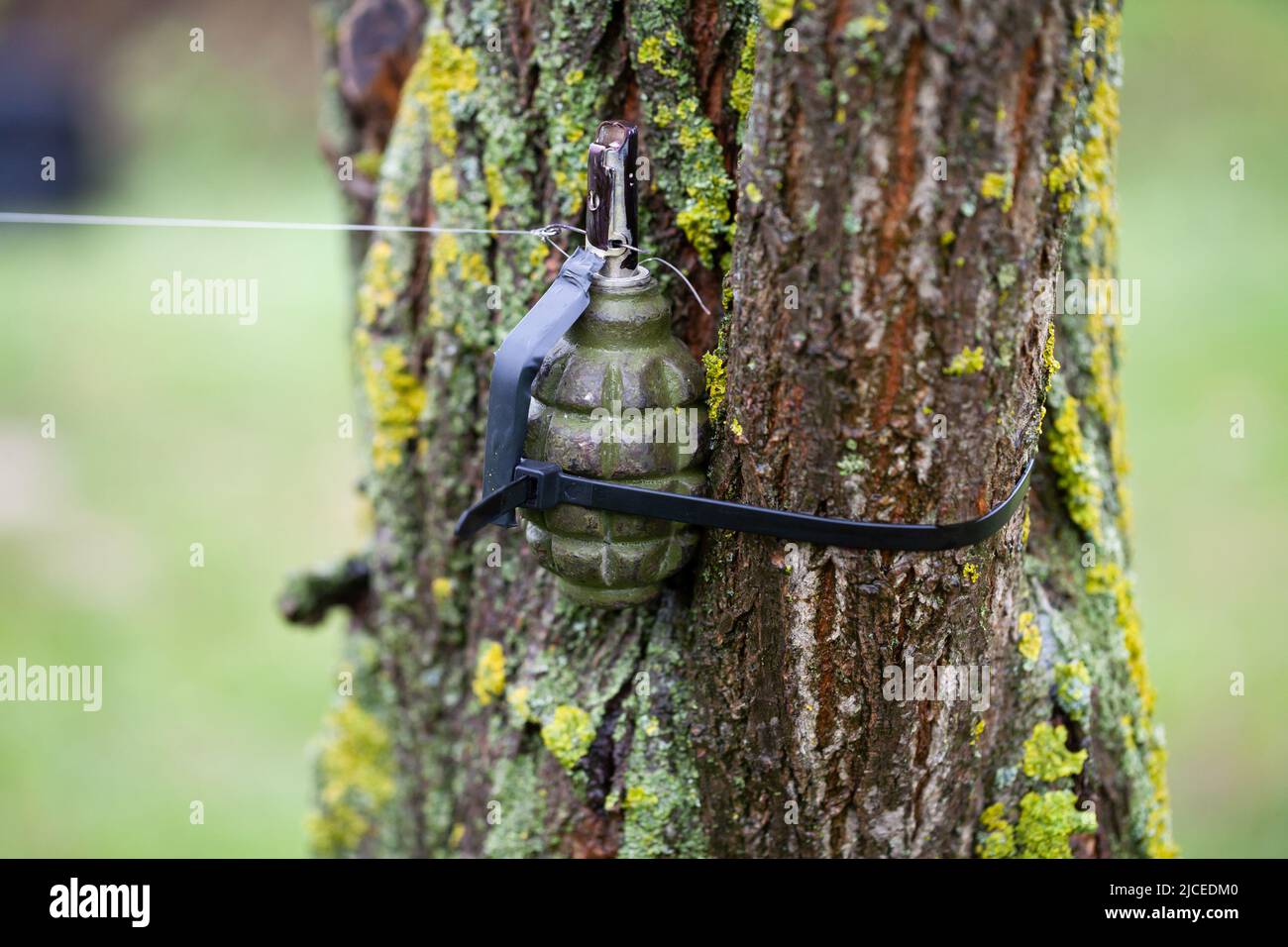 Booby Trap IED from soviet hand grenade F1 and tripwire Stock Photo - Alamy
