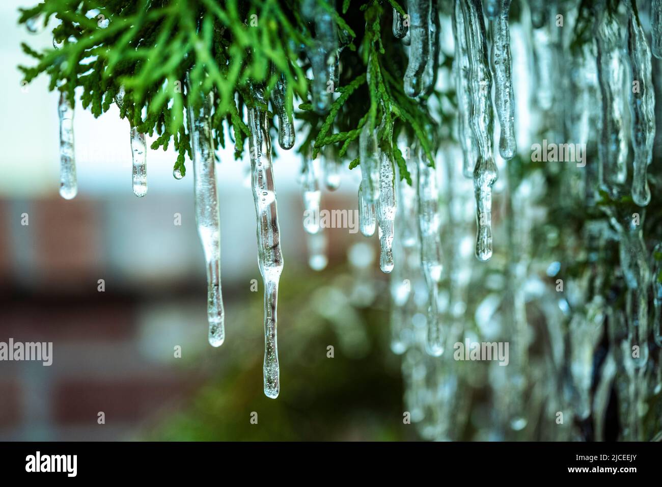 icicles on an evergreen tree Stock Photo - Alamy