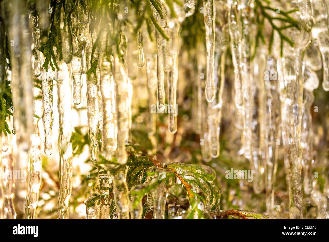 icicles on an evergreen tree Stock Photo - Alamy
