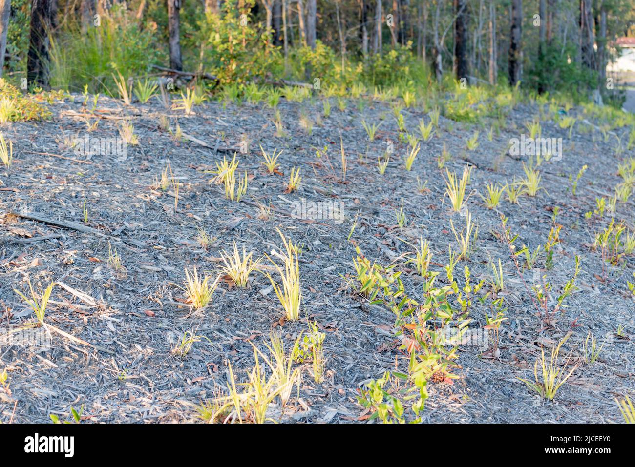 Land cleared of trees for a new residential development on the New ...