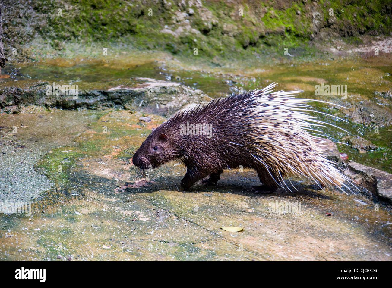 The Malayan porcupine (Hystrix brachyura) is a species of rodent in the ...