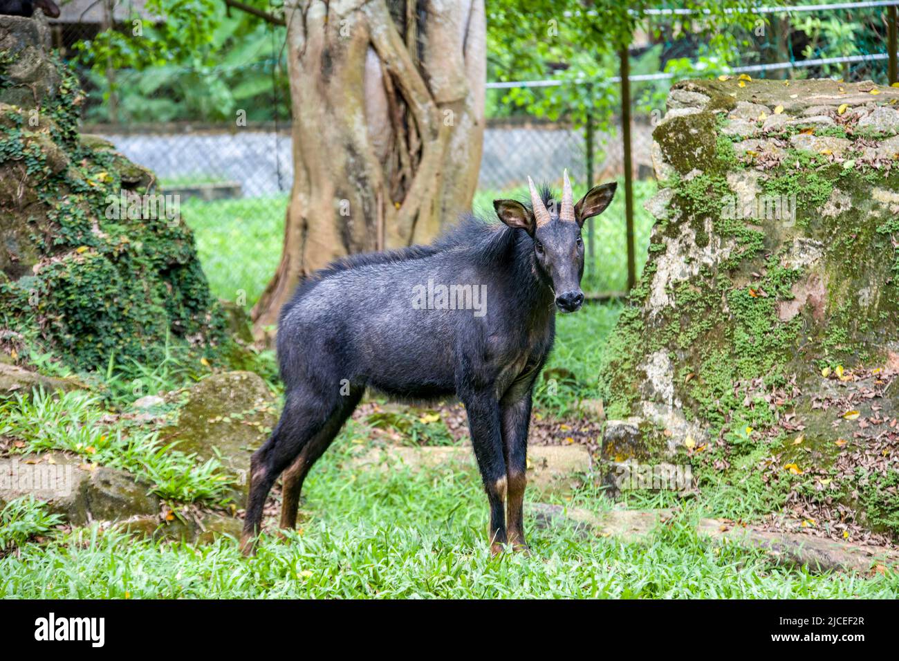 The mainland serow (Capricornis sumatraensis) is a serow species native ...