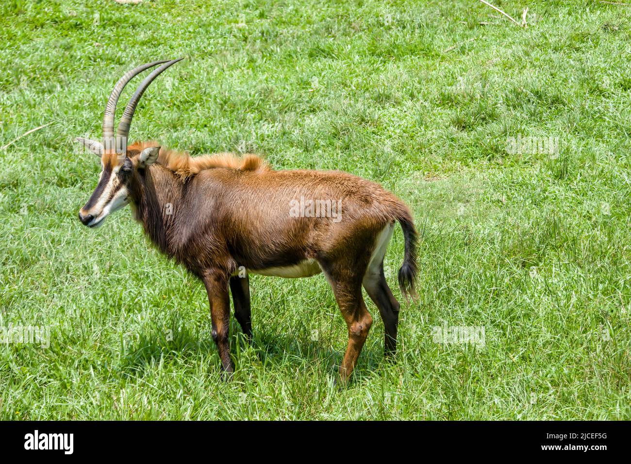 A female sable antelope (Hippotragus niger). It is an antelope which ...