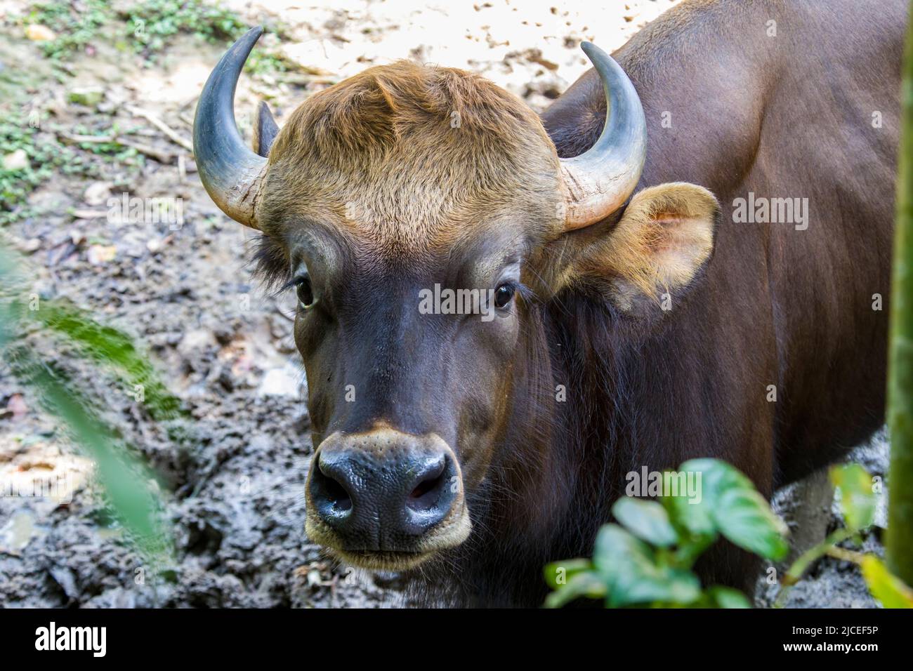 The closeup image of Malayan Gaur (Bos gaurus hubbacki). It is one of ...