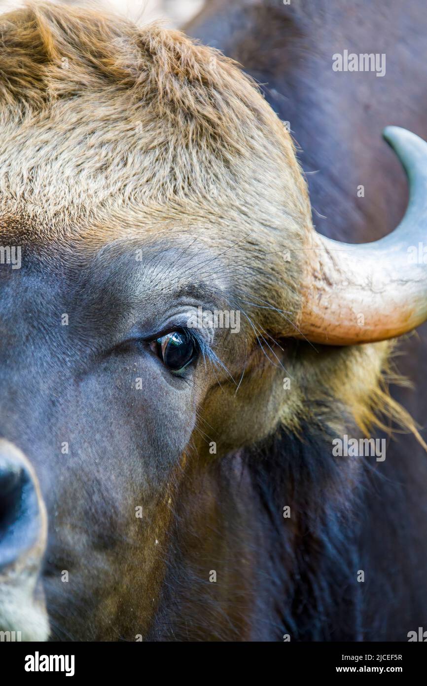 The closeup image of Malayan Gaur (Bos gaurus hubbacki). It is one of ...