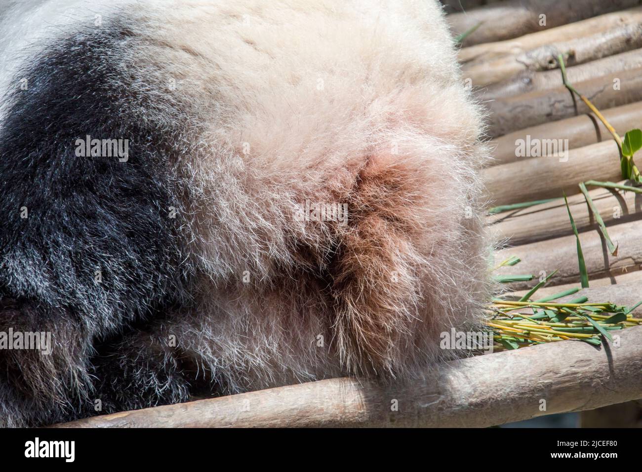 the closeup image of giant panda (Ailuropoda melanoleuca)'s white tale ...