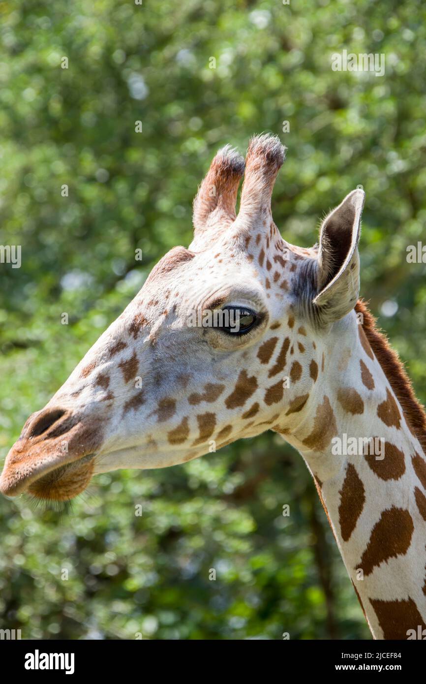 the closeup image of giraffe. A tall African hoofed mammal belonging to ...