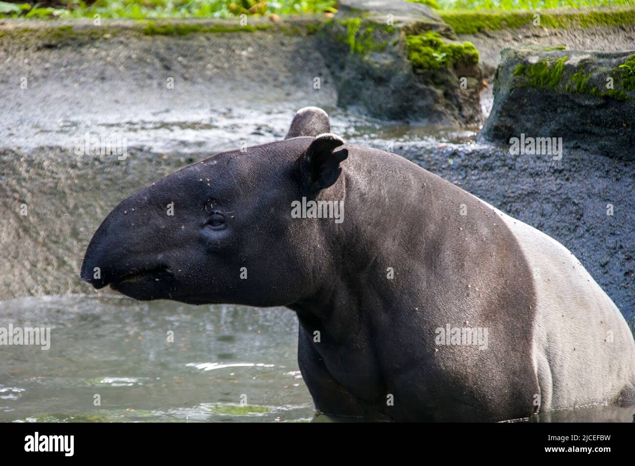 a Malayan tapir rests in the pond. It is the largest of the five ...