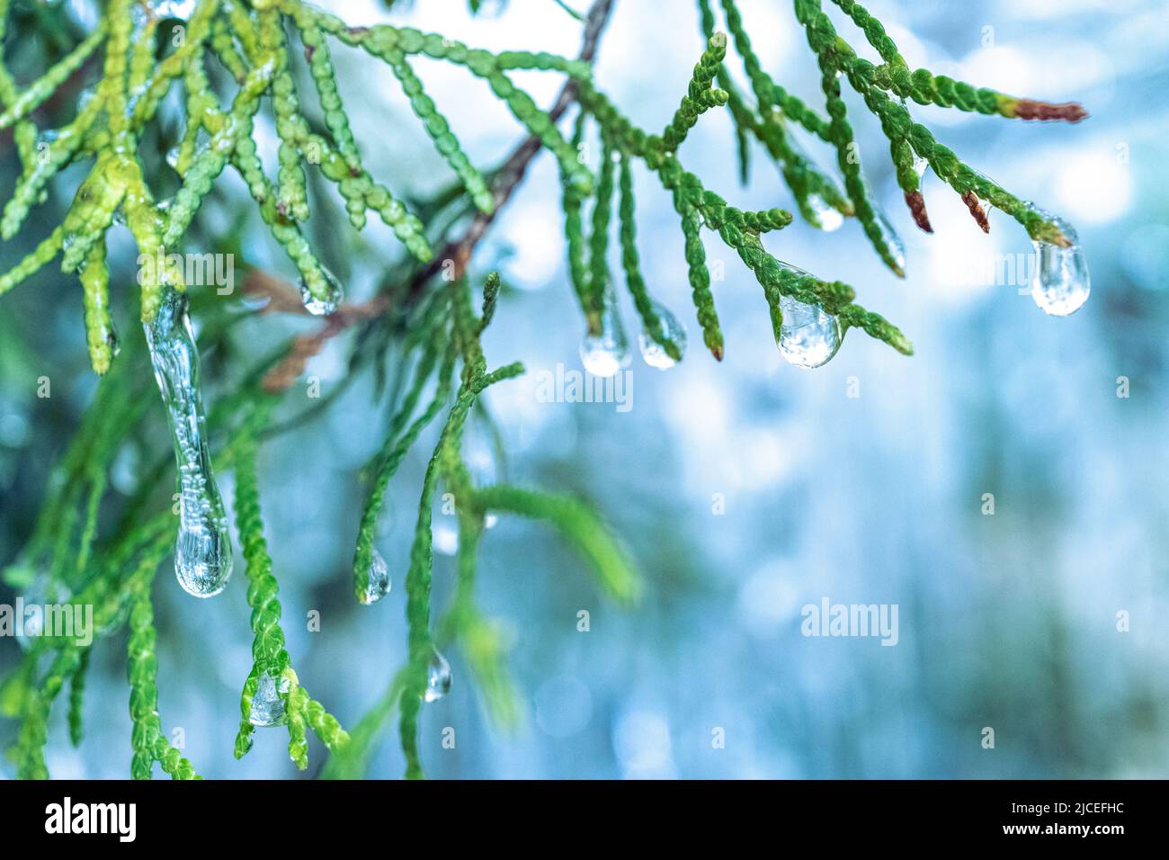 frozen drops of ice on an evergreen tree Stock Photo - Alamy