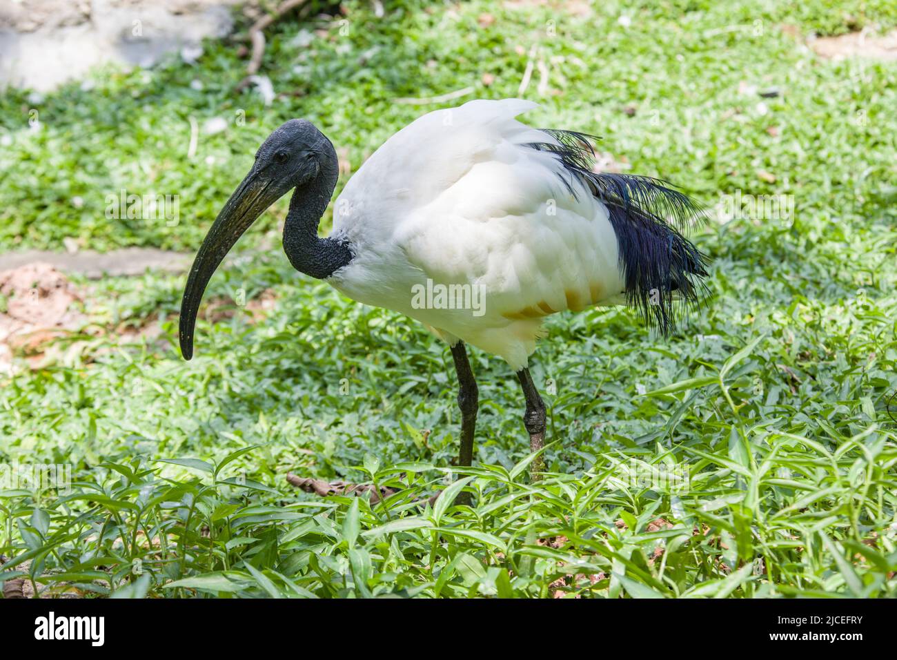 The African sacred ibis (Threskiornis aethiopicus) is a species of ibis ...