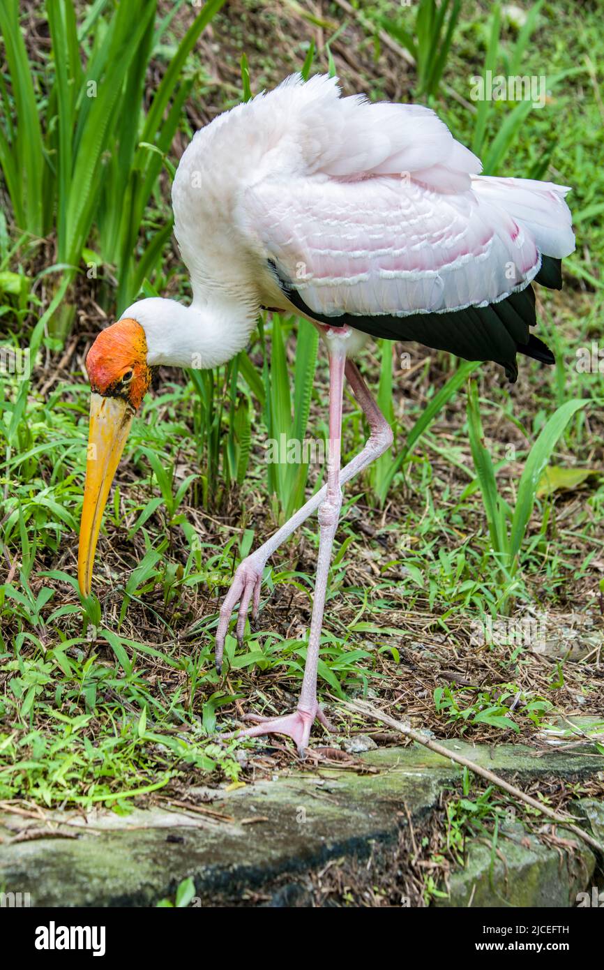 The yellow-billed stork (Mycteria ibis) is a large African wading stork ...