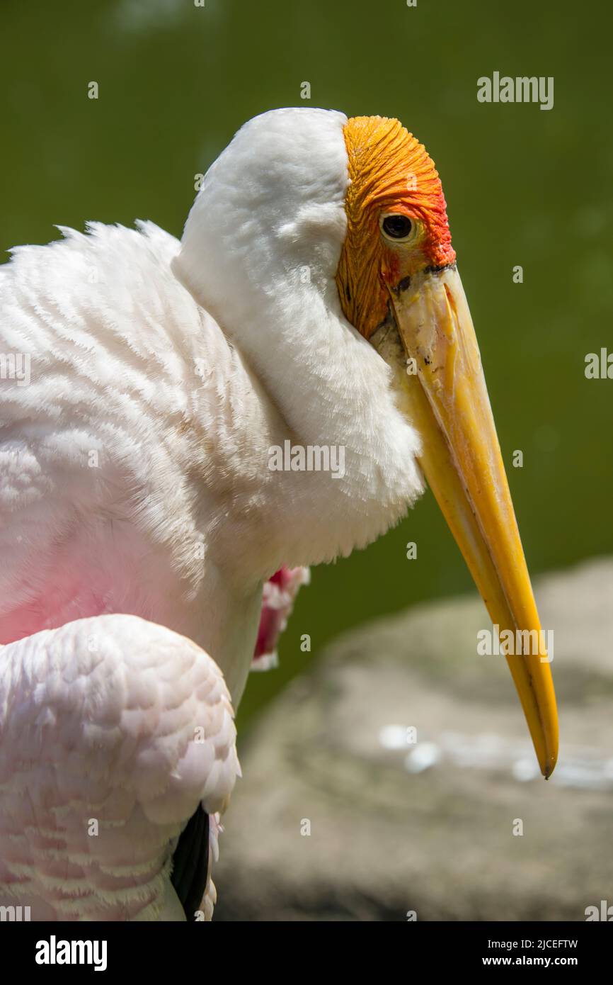 The yellow-billed stork (Mycteria ibis) is a large African wading stork ...