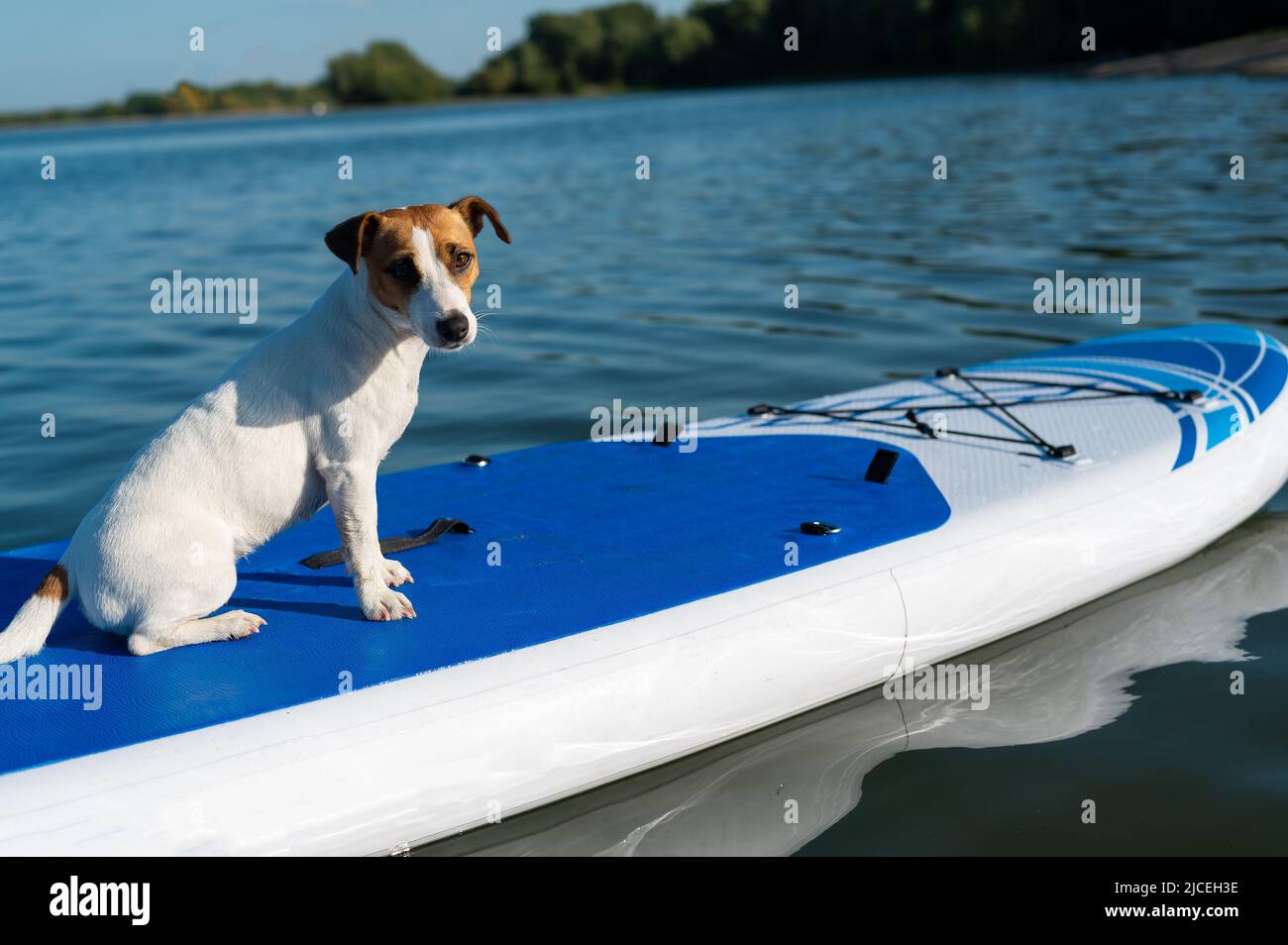 Jack russell terrier dog on a sup board. Summer sport Stock Photo - Alamy