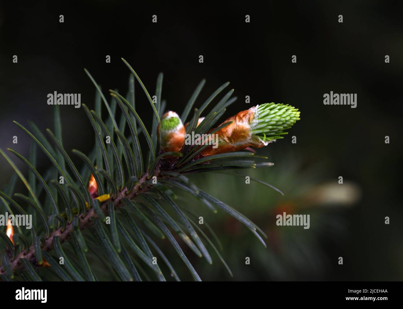 Spruce tips, new growth on a spruce tree, can be used as a food ...