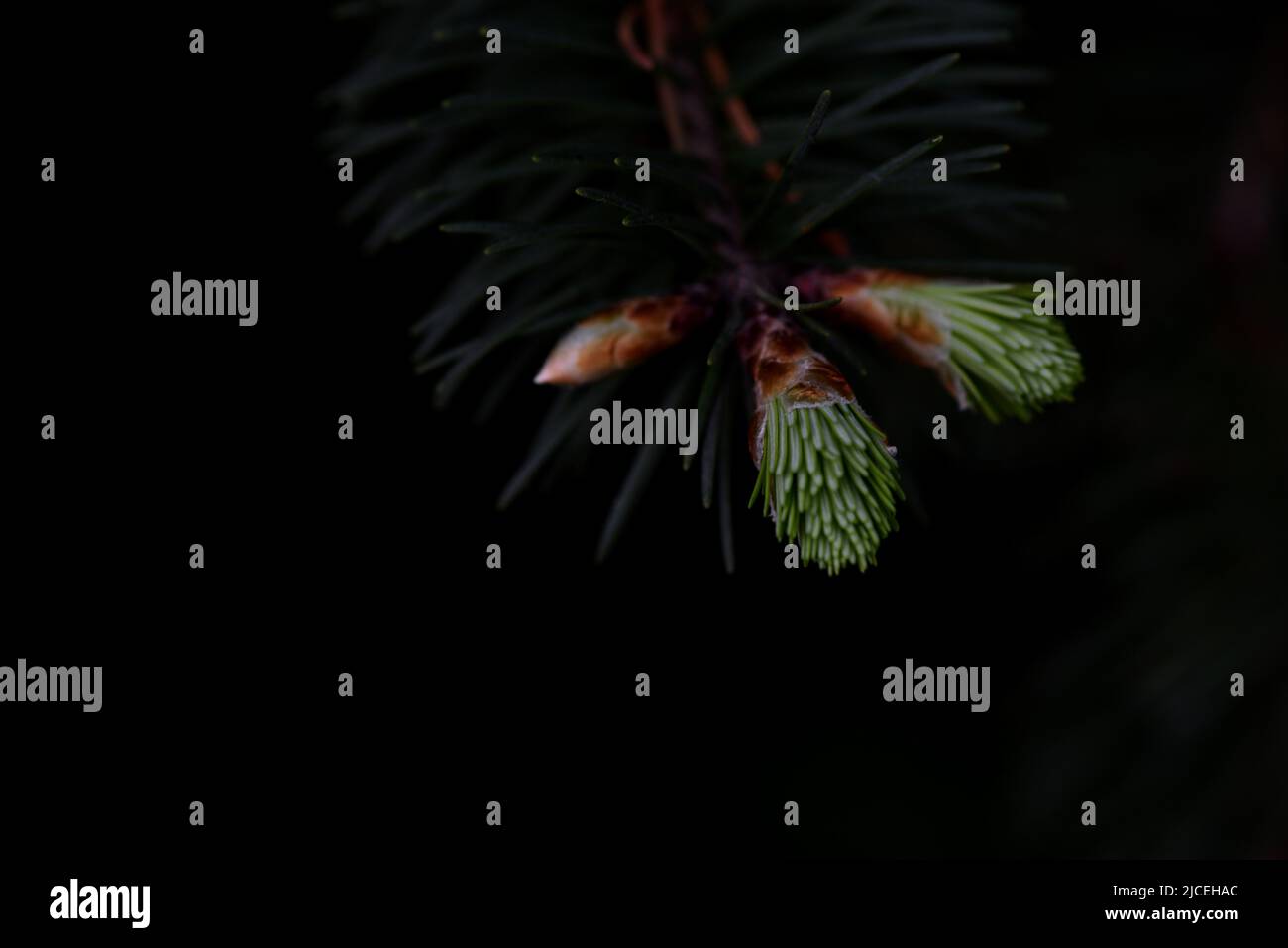 Spruce tips, new growth on a spruce tree, can be used as a food ...