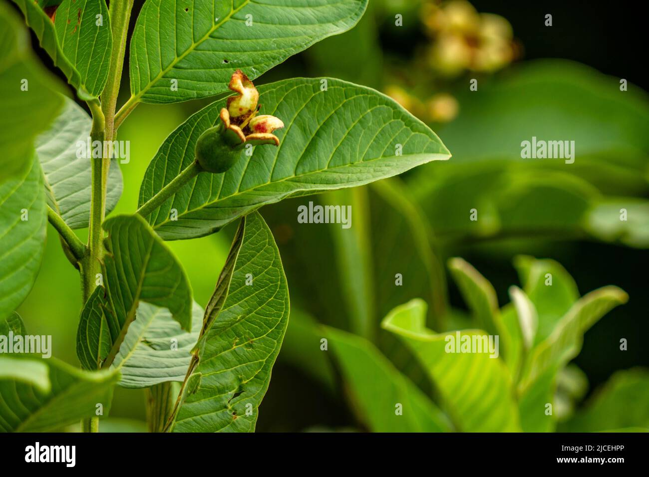 Prospective fruit of guava plant hanging on small wooden twigs, brown ...