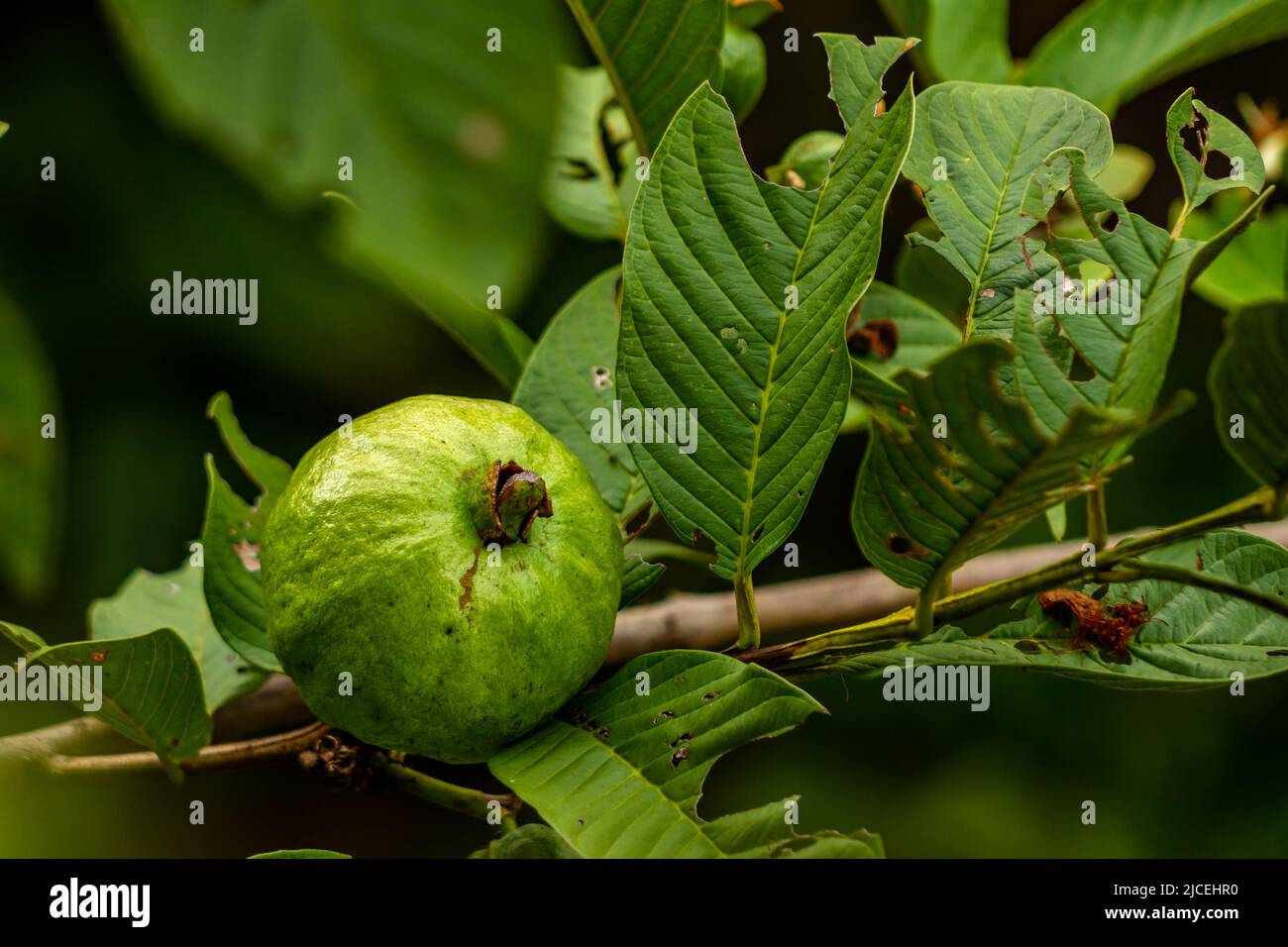 The fruit of the guava plant hanging on a small wooden twig is brown ...