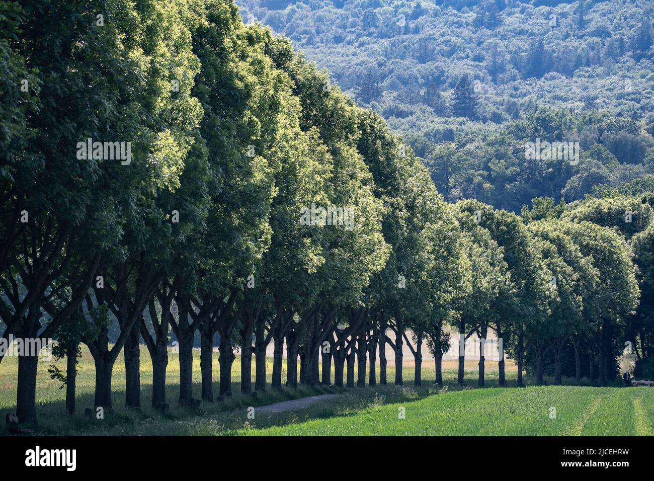 Kassel, Germany. 02nd June, 2022. An avenue from the art project 7000 ...