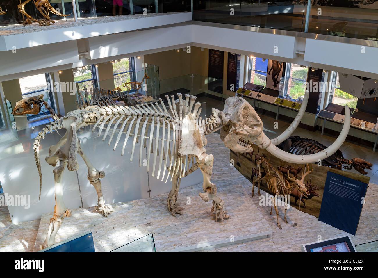 Los Angeles, FEB 4 2015 - Dinosaur fossil bone display in the Natural ...