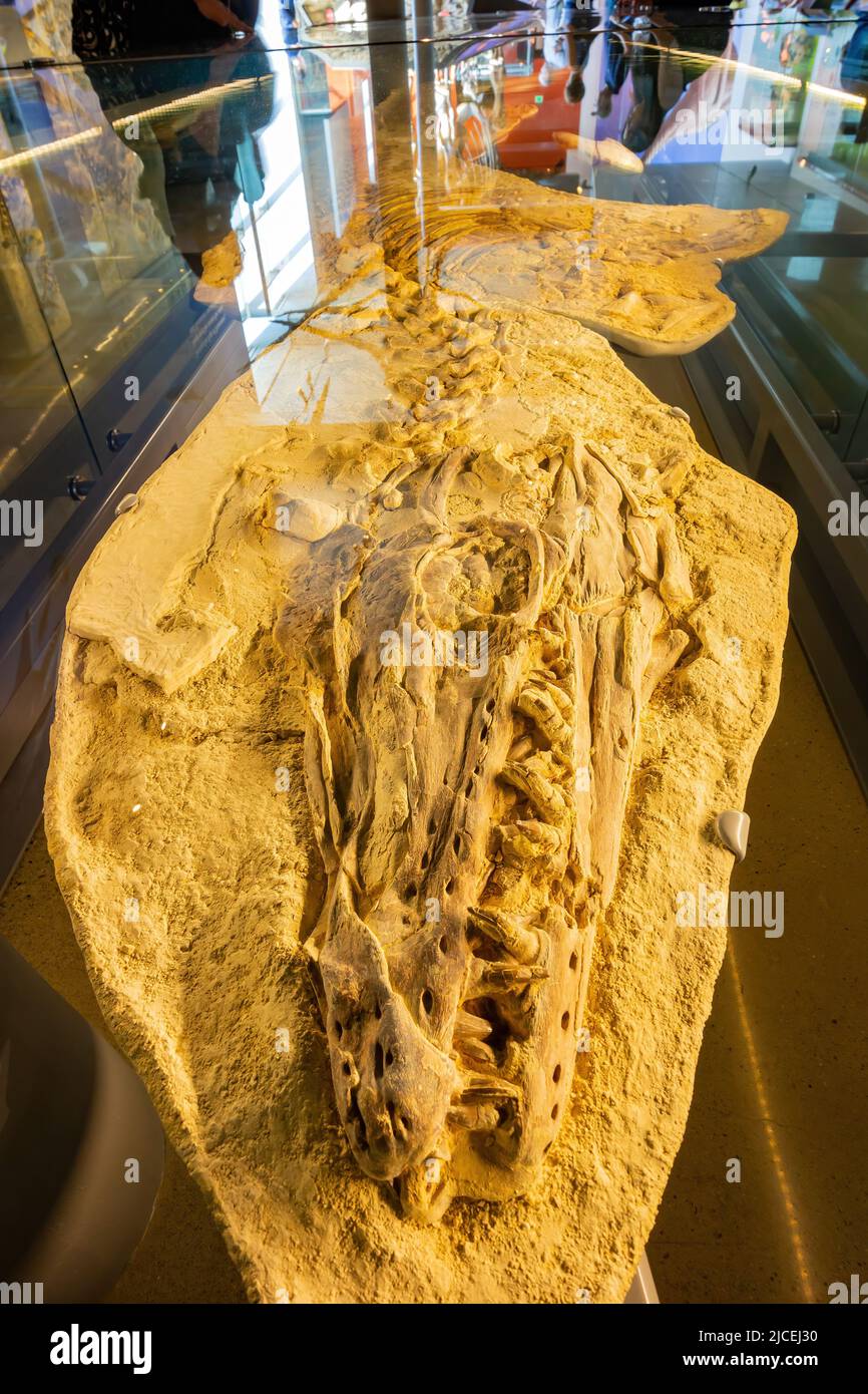 Los Angeles, FEB 4 2015 - Dinosaur fossil bone display in the Natural ...