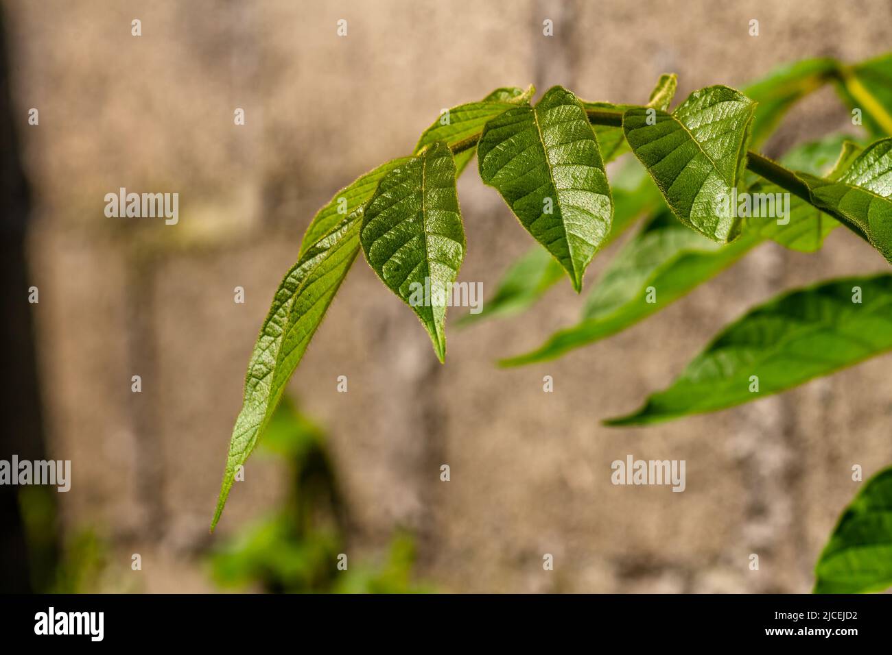 The petiole of the african tuliptree plant, which is brownish green in ...