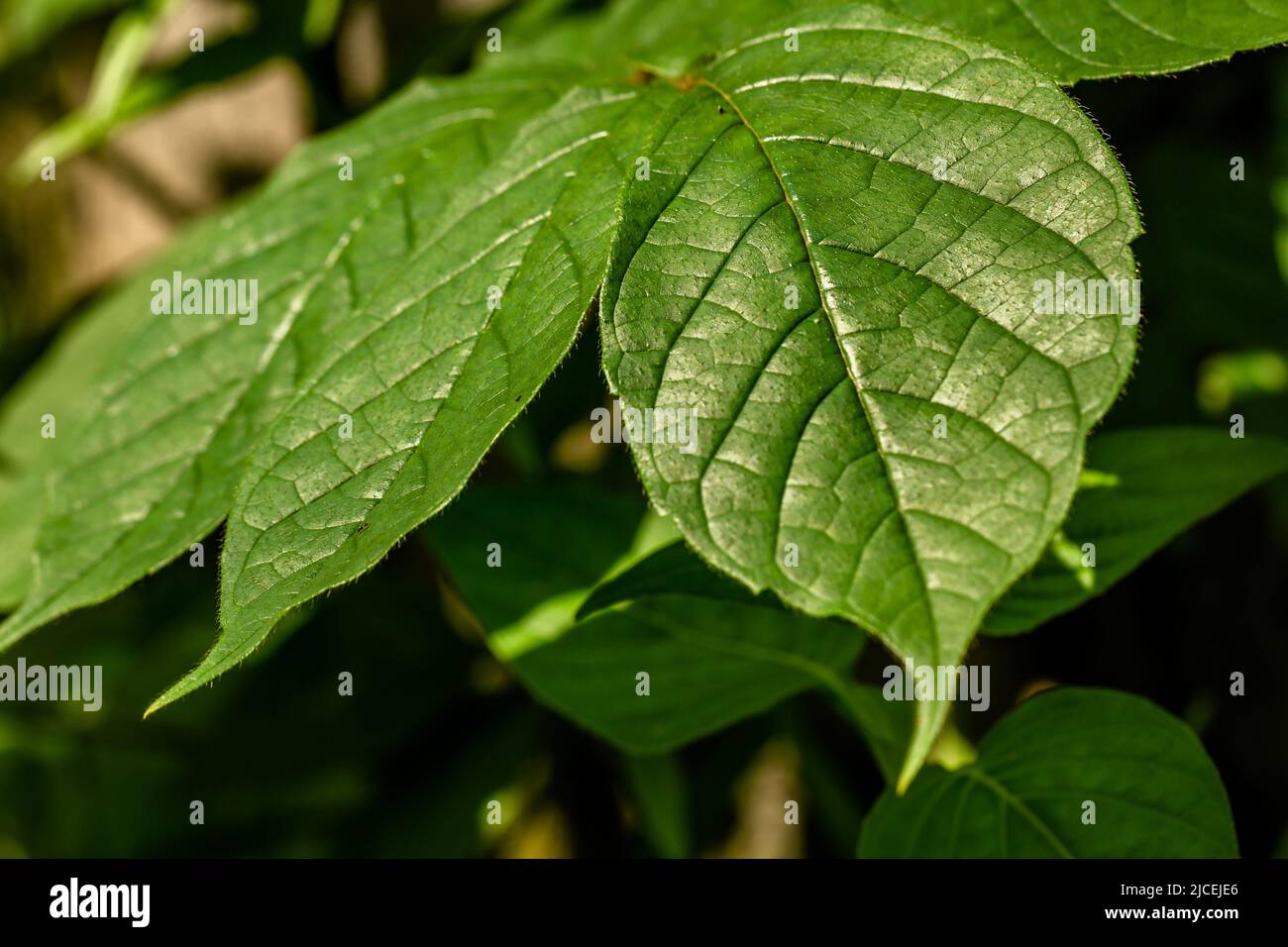 The petiole of the african tuliptree plant, which is brownish green in ...