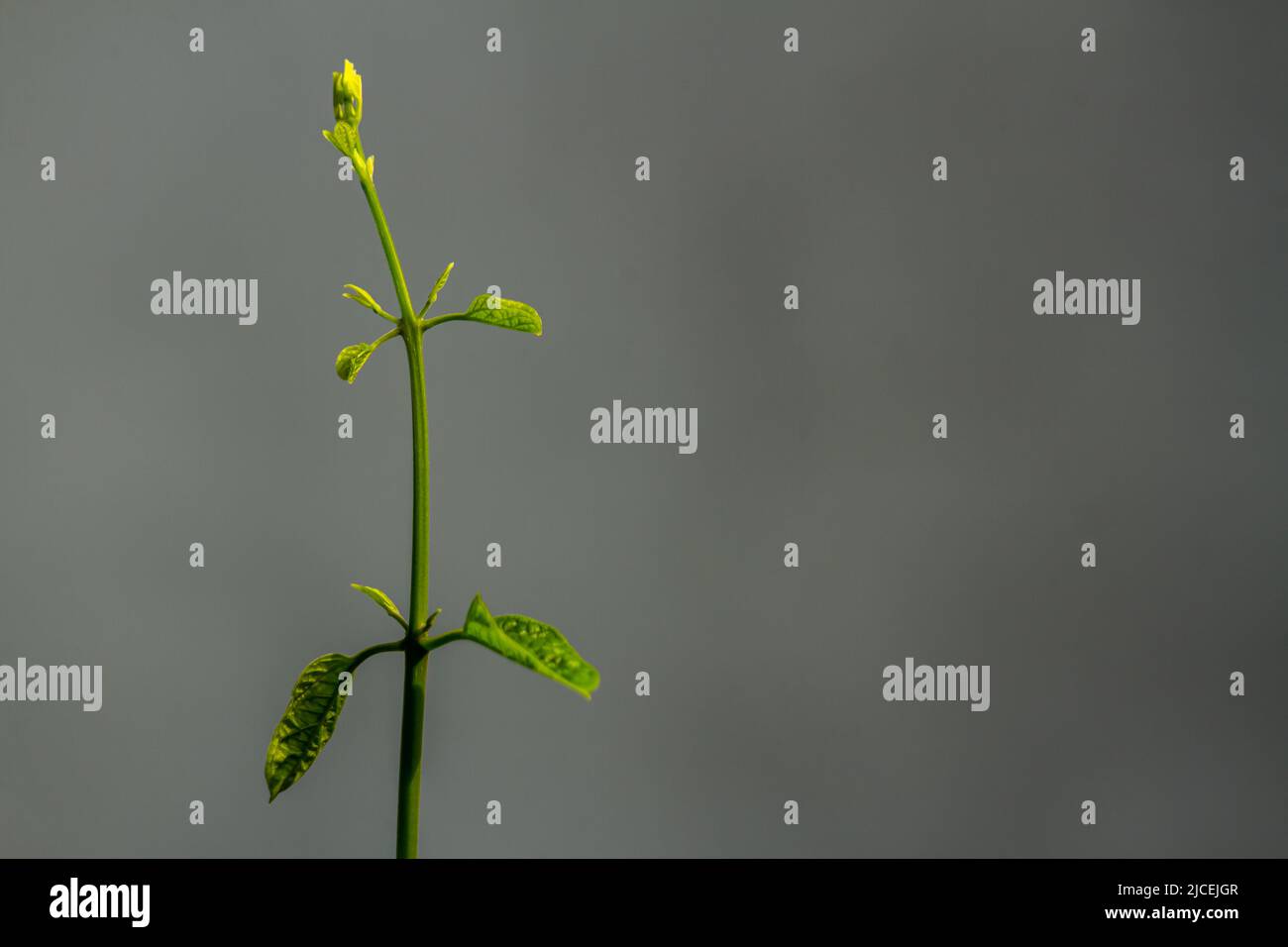 Green growing Bleeding Heart Glorybower plant branch, background blur ...