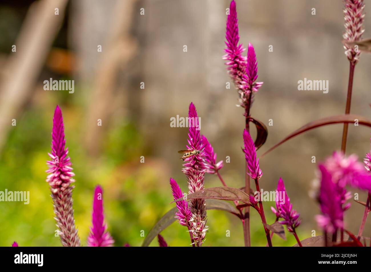 Celosia cristata cockscomb hi-res stock photography and images - Alamy