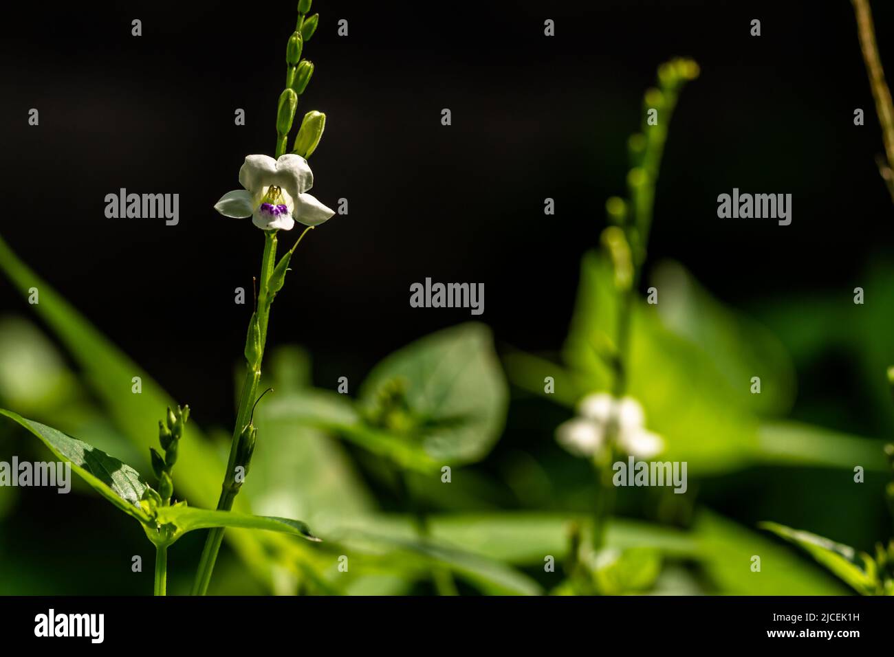 Green grass called chinese violet, leaves and stems are green, nature ...