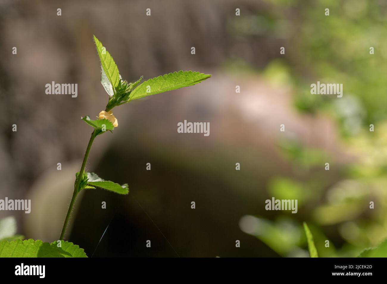 Common wire weed hi-res stock photography and images - Alamy