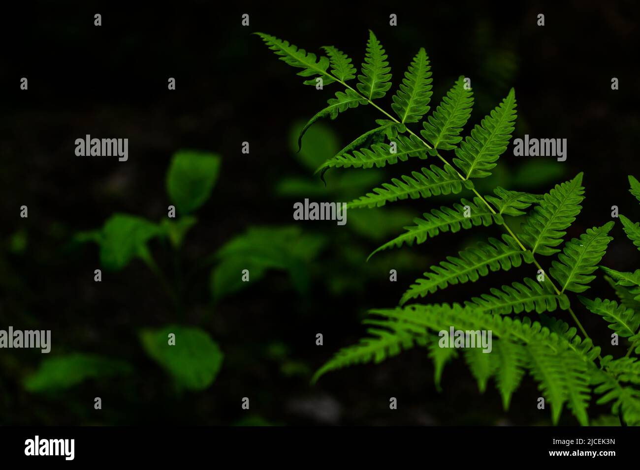 The tip of the fern leaf which has a unique shape is green, behind the ...
