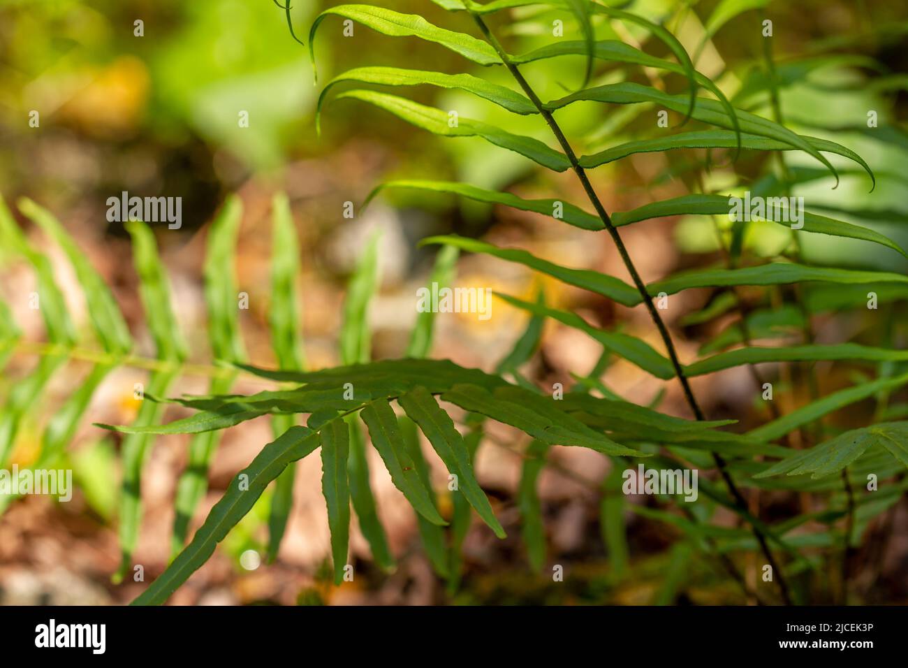 The tip of the fern leaf which has a unique shape is green, behind the ...