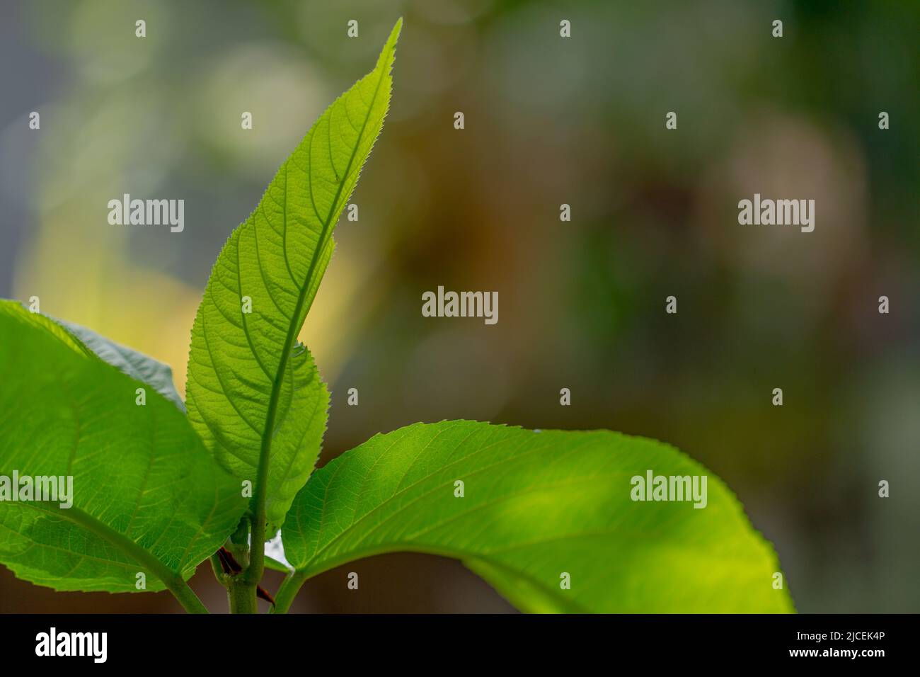 The shoots of the hairy fig plant with green leaves, slightly rough ...