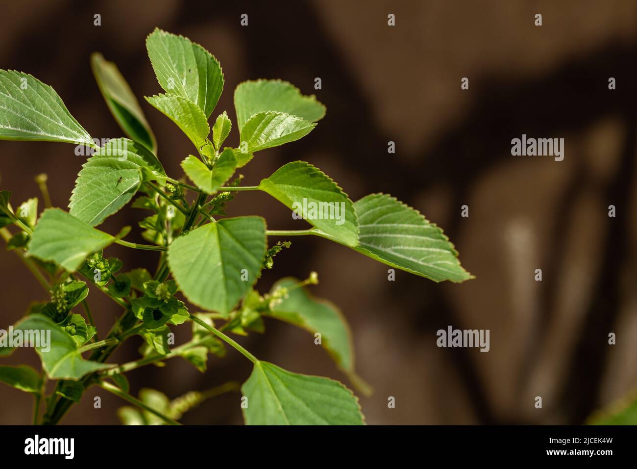 Indian acalypha hi-res stock photography and images - Alamy