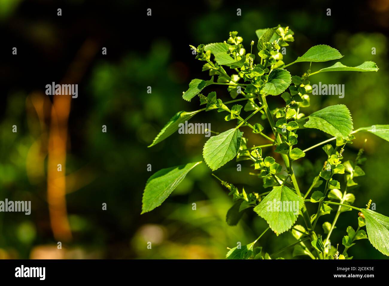 Acalypha indica hi-res stock photography and images - Alamy
