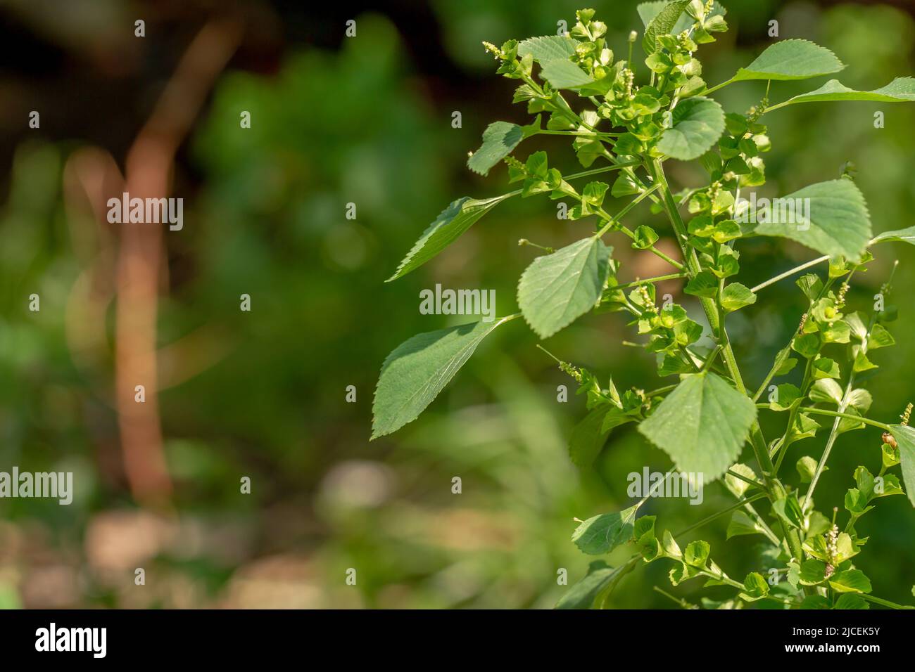 The green grass called indian acalypha, on a sunny day, grows wild in ...