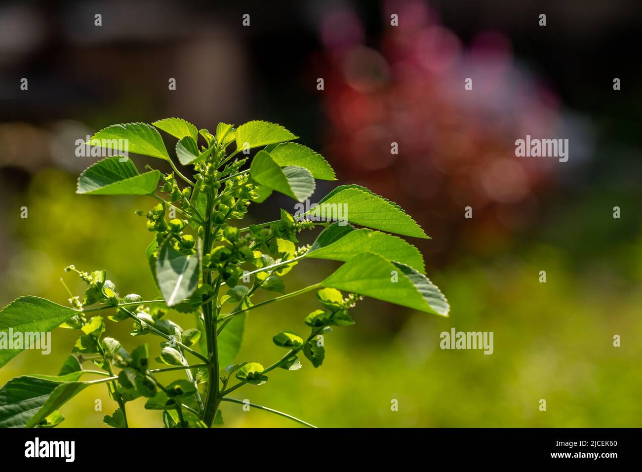 The green grass called indian acalypha, on a sunny day, grows wild in ...