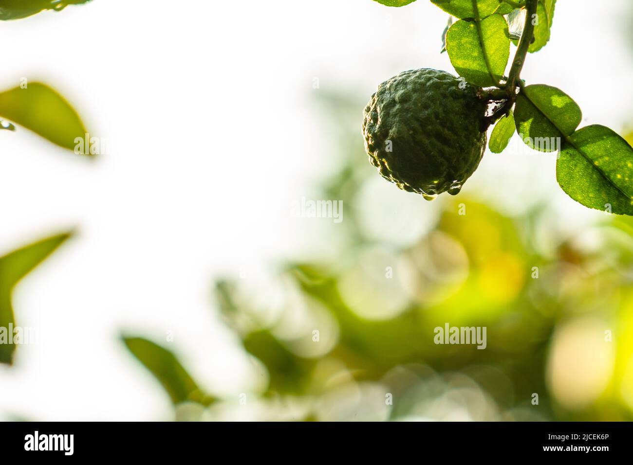 Kaffir lime fruit that has a green wrinkled skin, is used for flavoring ...