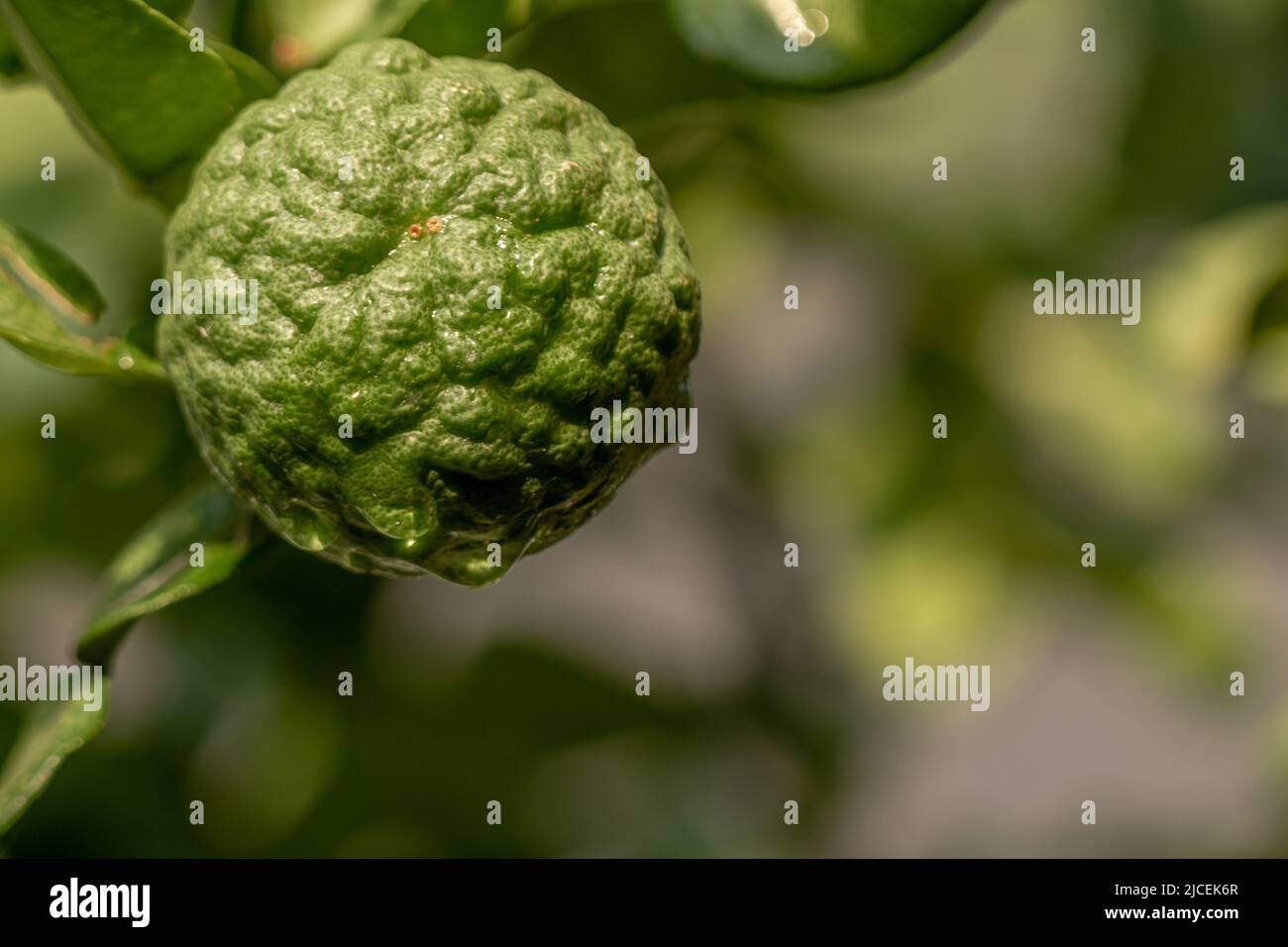 Kaffir lime fruit that has a green wrinkled skin, is used for flavoring ...