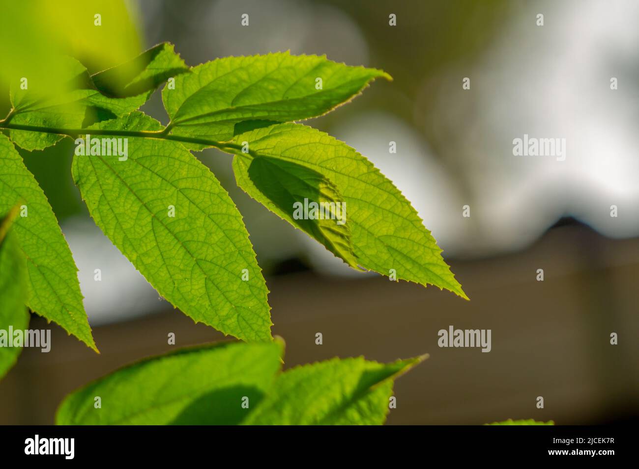 The tip of the cherry tree branch is green, the leaf surface is rough ...