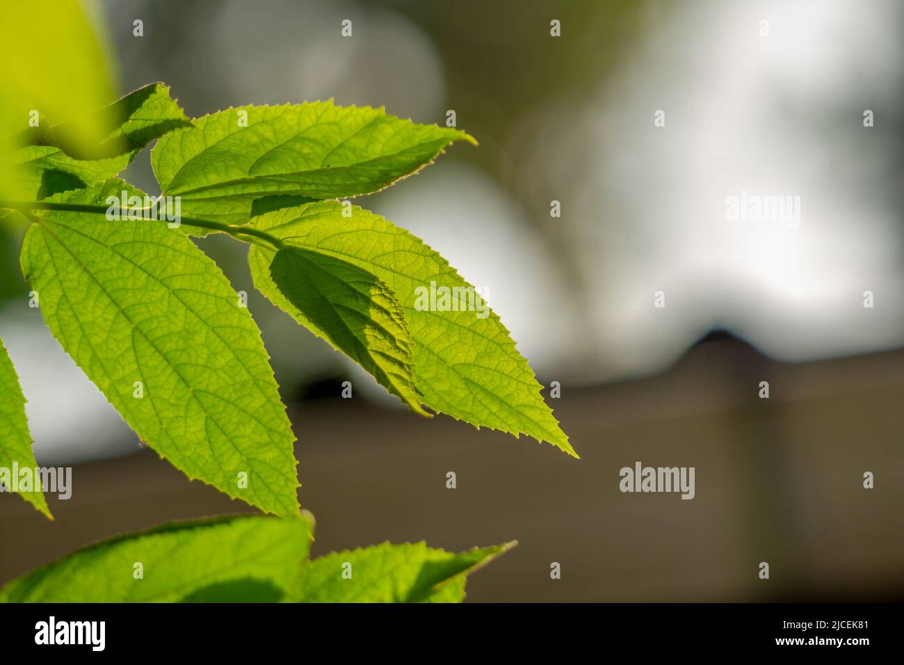 The tip of the cherry tree branch is green, the leaf surface is rough ...