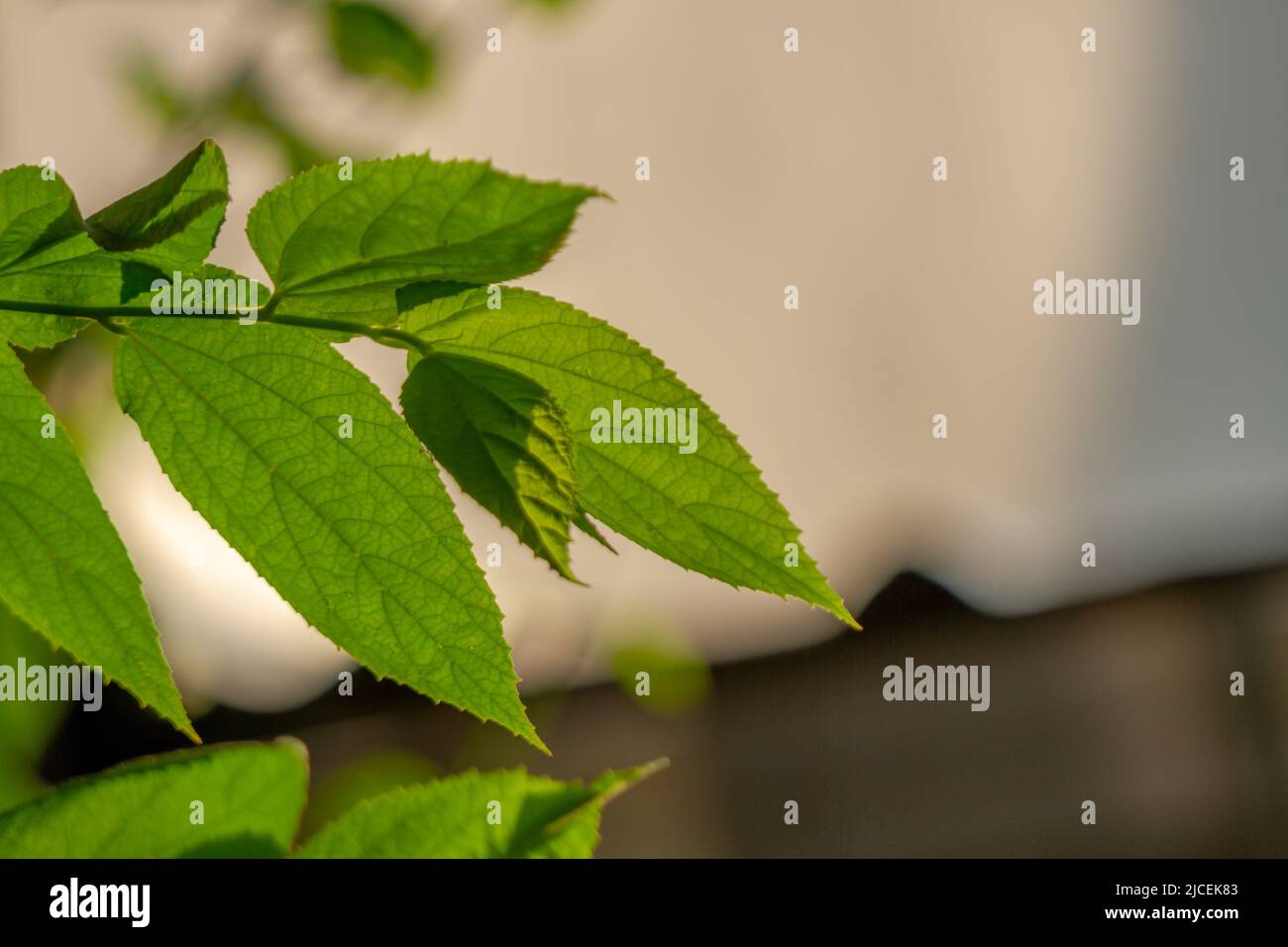 The tip of the cherry tree branch is green, the leaf surface is rough ...