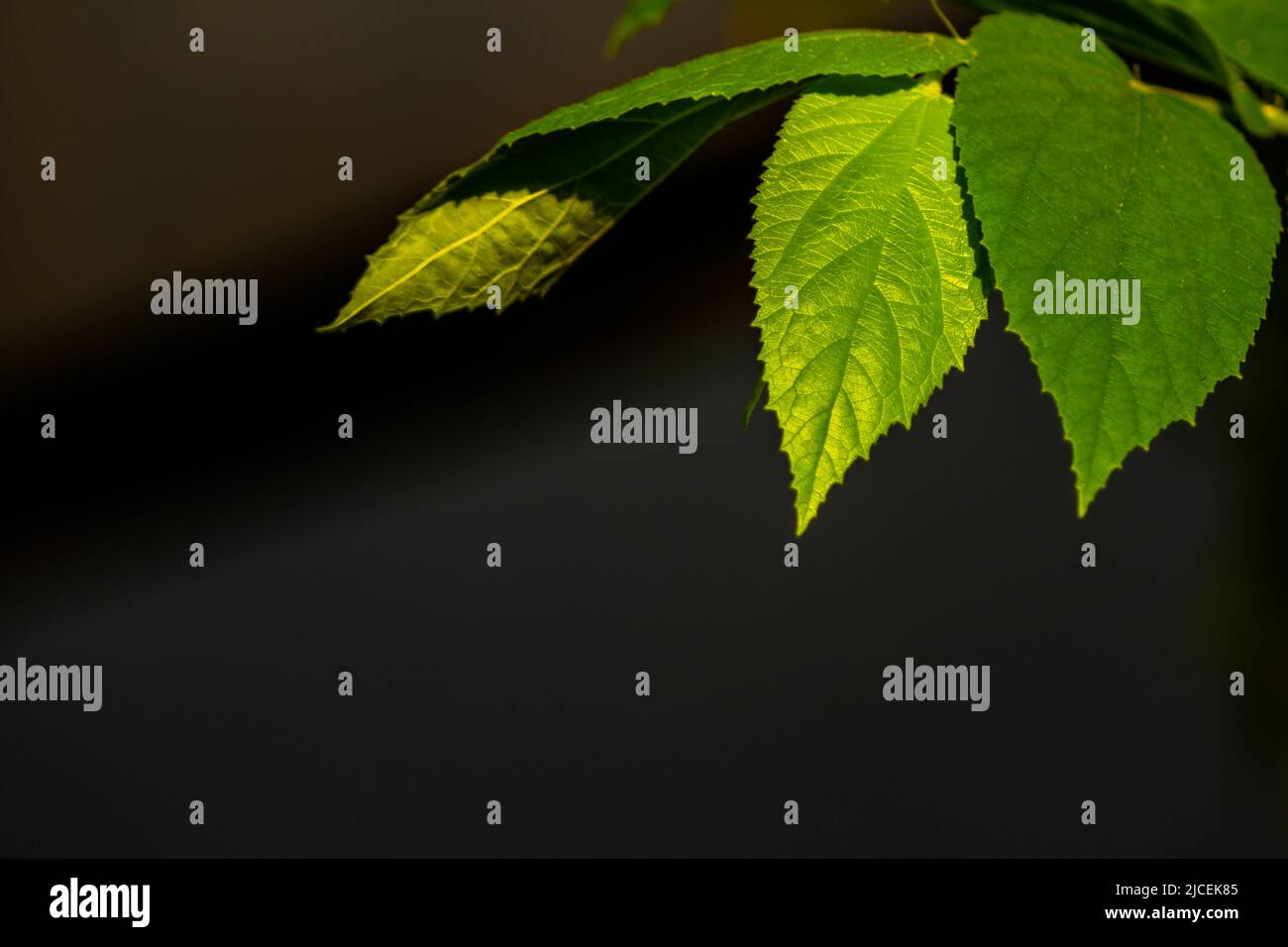 The tip of the cherry tree branch is green, the leaf surface is rough ...
