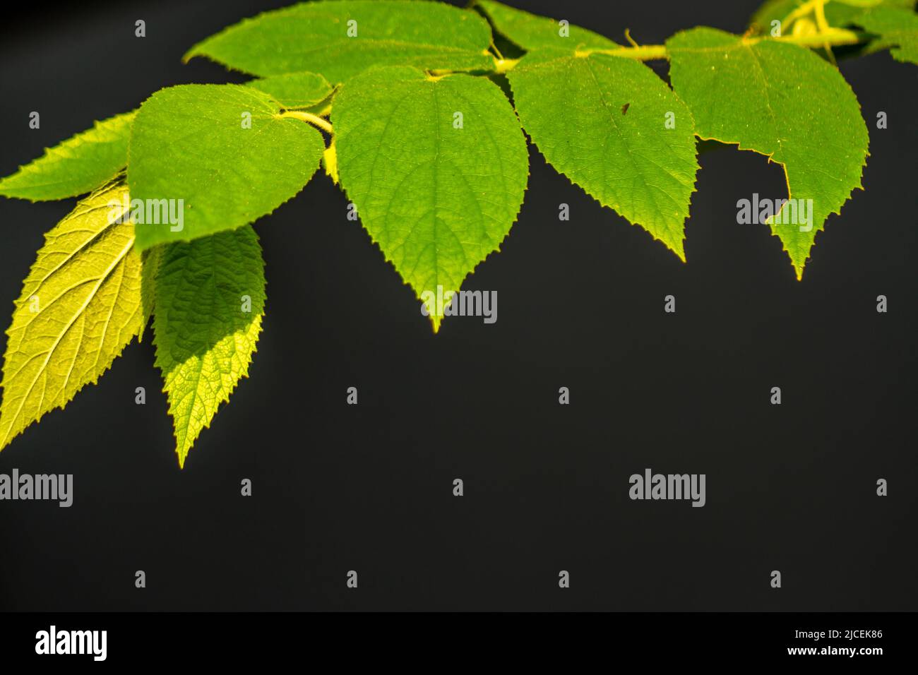 The tip of the cherry tree branch is green, the leaf surface is rough ...