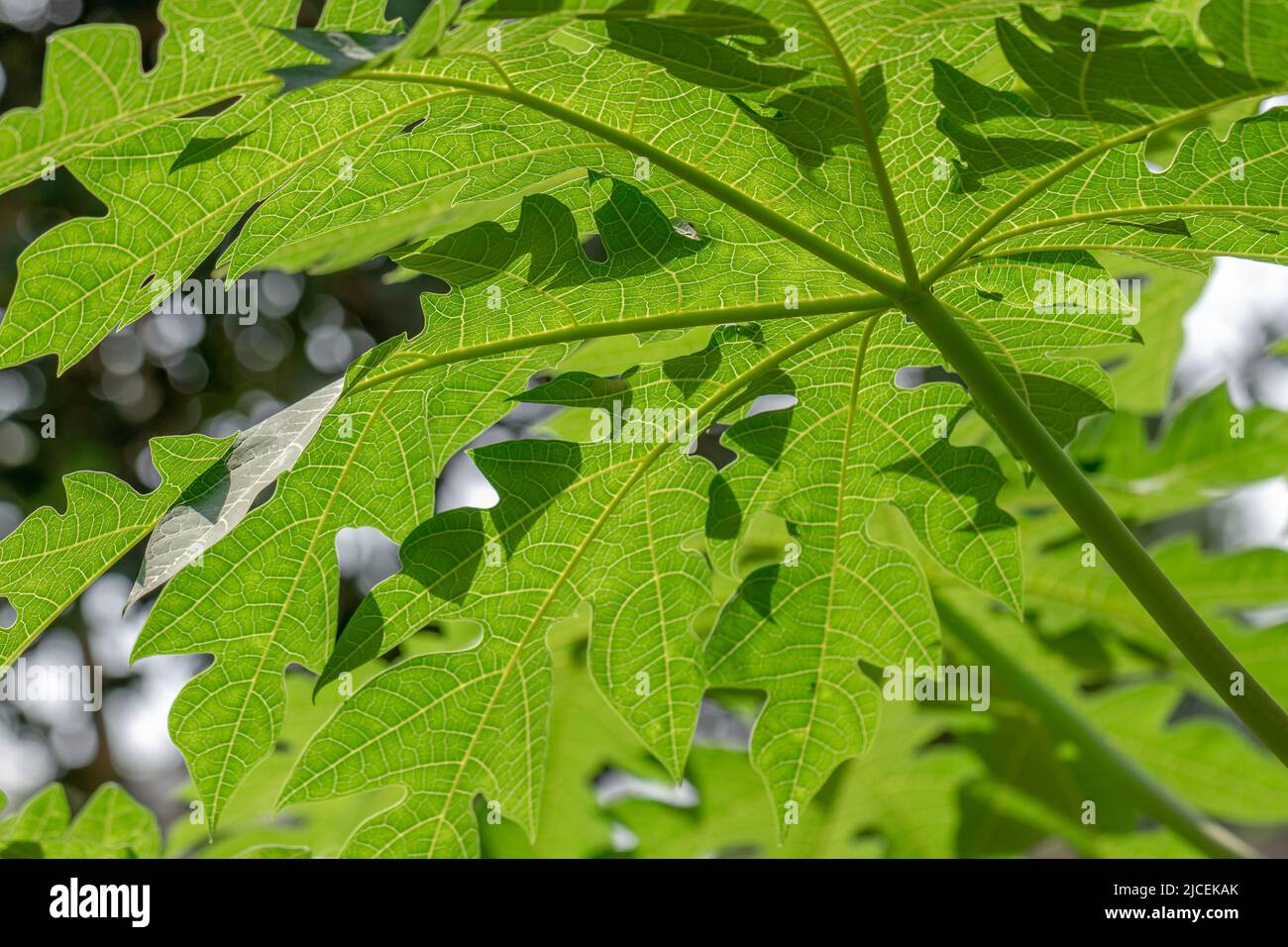 The leaves of the papaya fruit plant are green, can be used for ...