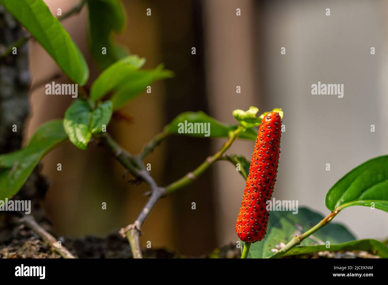 The fruit of the piper retrofractum plant or Javanese chili or Balinese ...