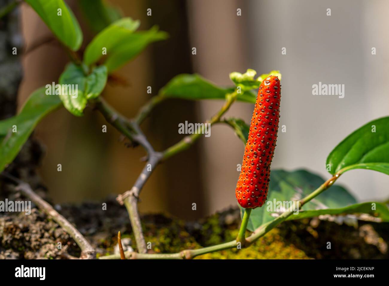 The fruit of the piper retrofractum plant or Javanese chili or Balinese ...